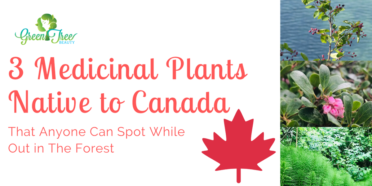 3 Medicinal Plants Native to Canada– Green Tree Beauty Inc.