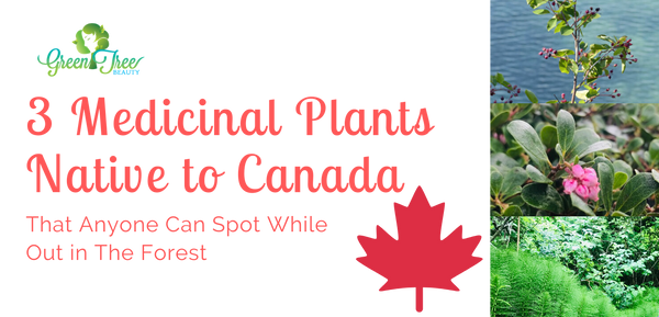 3 Medicinal Plants Native to Canada – Green Tree Beauty Inc.